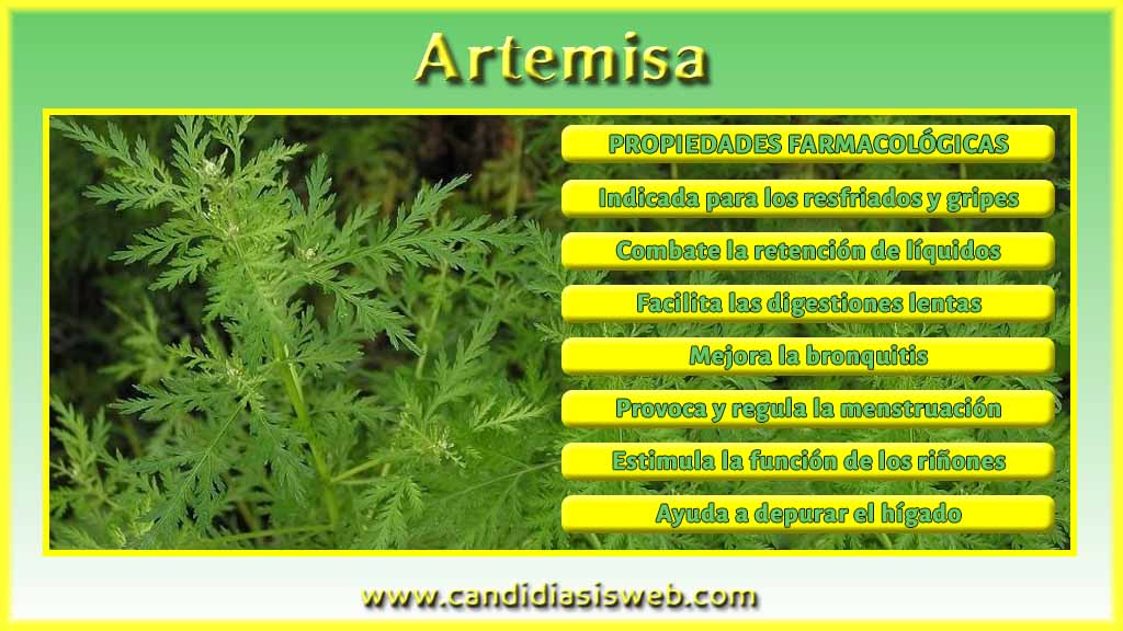 Plantas medicinales - Artemisa