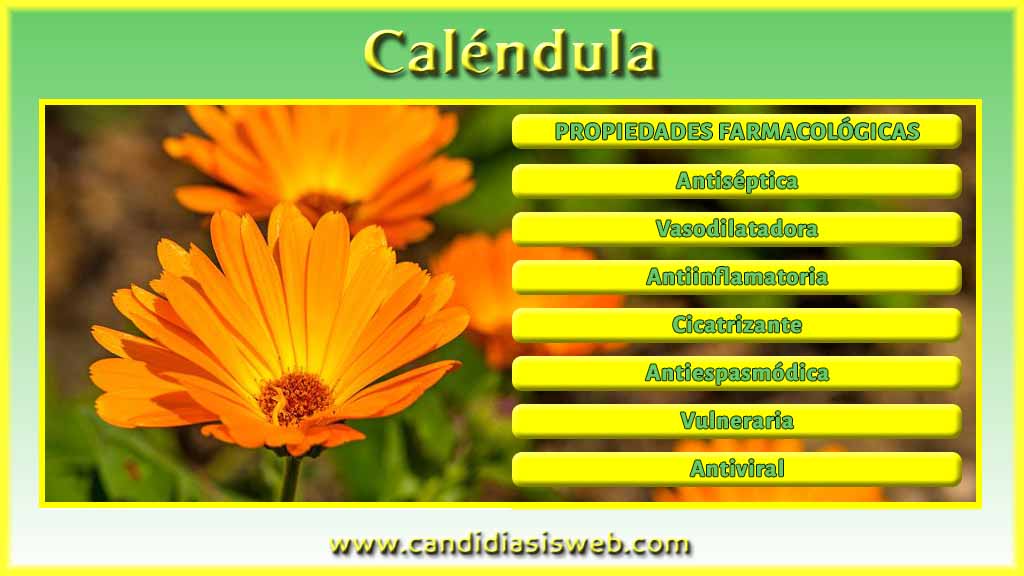 Plantas medicinales - Caléndula