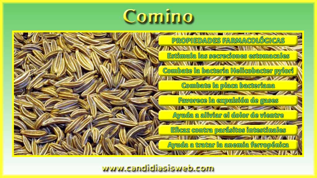 Plantas medicinales - Comino